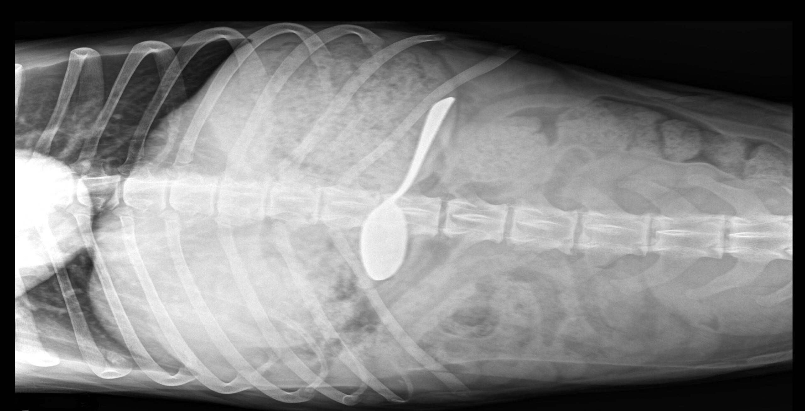 Digitales Röntgen - Kleintierärzte Wilhelmshöhe